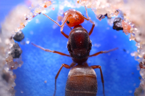 Citrus Honeypot Ants (Myrmecocystus kennedyi) | Stateside Ants