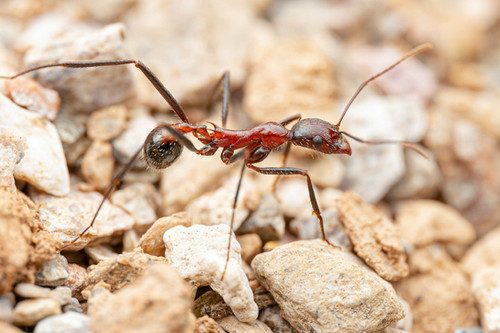 Desert Long-Legged Ants (Novomessor cockerelli) Colonies For Sale ...