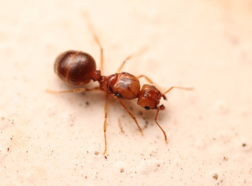 Morris' Big-Headed Ants (P. morrisii) | Stateside Ants