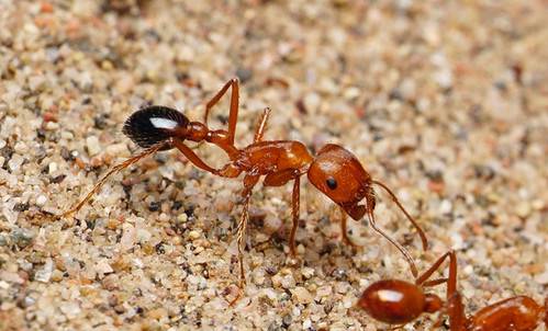 Bicolor Californian Harvester Ants (Pogonomyrmex californicus ...