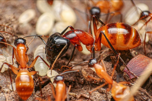 Black Legged Sugar Ants (Camponotus ocreatus) Colonies For Sale ...