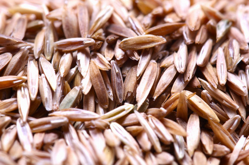 Harvester Ant Seed Mix (2x3'' packet) | Stateside Ants