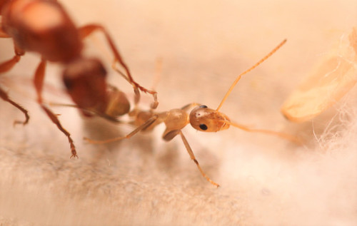 Orange Field Ants (Formica dolosa) Colonies For Sale | Stateside Ants