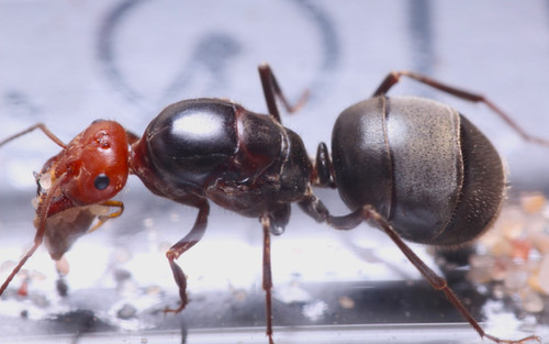 Bicolored Large Honeypot Ants (M. placodops 01) | Stateside Ants