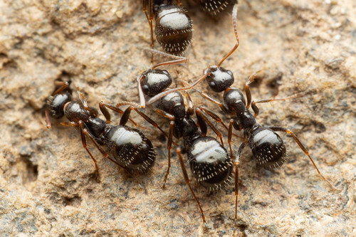 Jet-Black Field Ants (Formica neogagates) | Stateside Ants