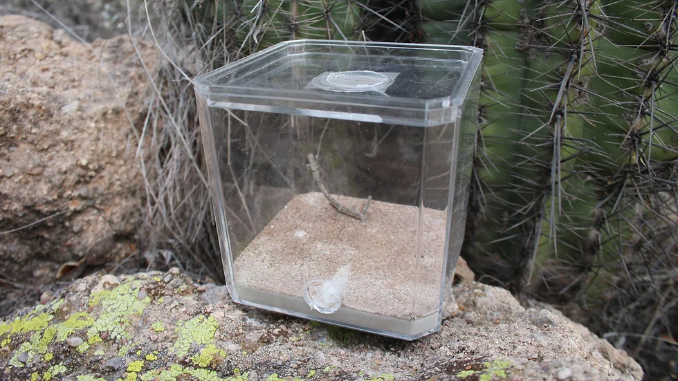 Starter Bundle - Chestnut Carpenter Ants | Stateside Ants