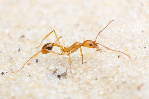 Florida Long-Legged Ants (Aphaenogaster floridana) Colonies For Sale ...