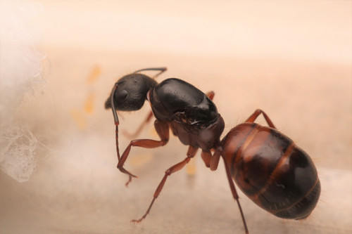 Variable Carpenter Ants (C. vicinus) | Stateside Ants