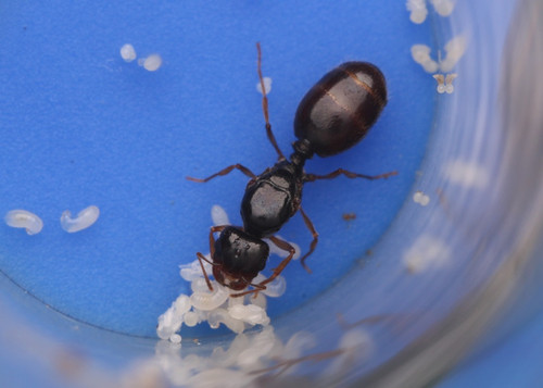 Bearded Big Headed Ant (Pheidole barbata) Colonies For Sale | Stateside ...