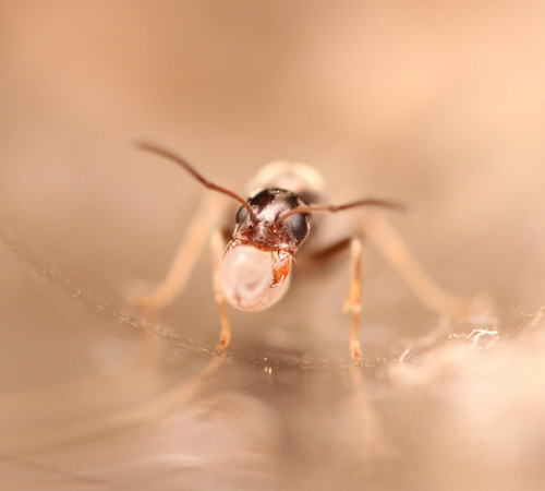 Silver Pyramid Ants (Dorymyrmex grandulus) | Stateside Ants
