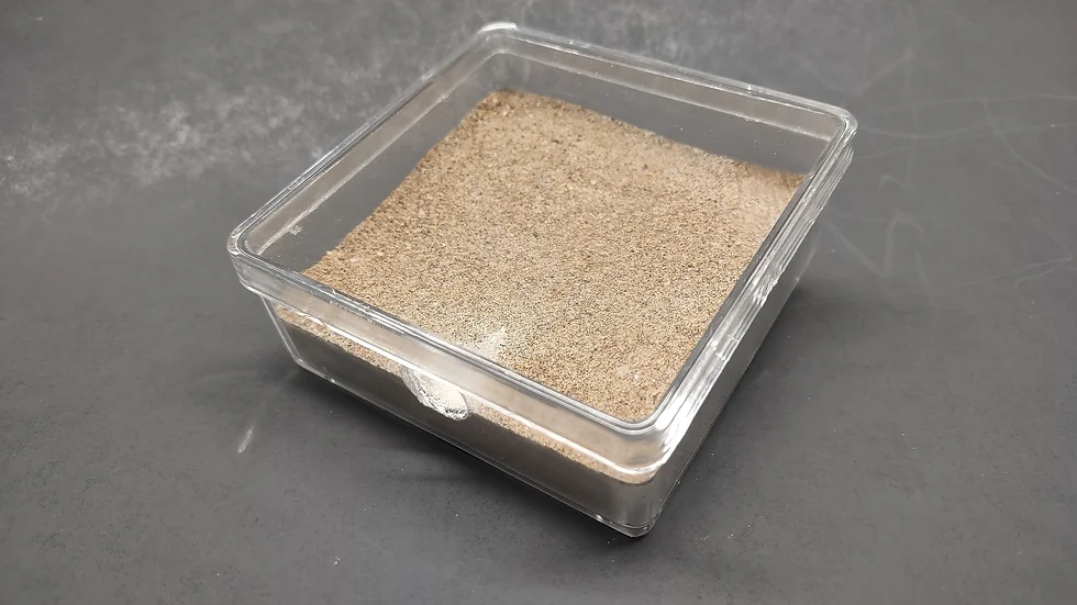 Starter Bundle - Large Harvester Ants | Stateside Ants