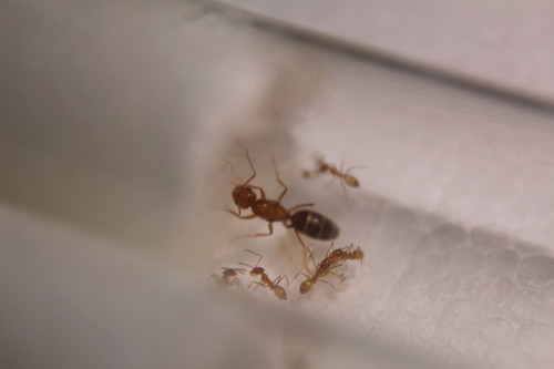 Orange Pyramid Ants (Dorymyrmex bureni) Colonies For Sale | Stateside Ants