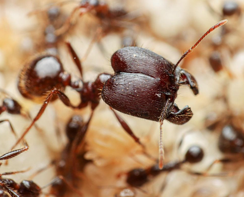 Massive Big-Headed Ants (Pheidole rhea) Colonies For Sale | Stateside Ants