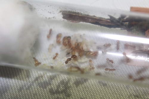Ambiguous Acorn Ants (Temnothorax ambiguus) Colonies For Sale ...