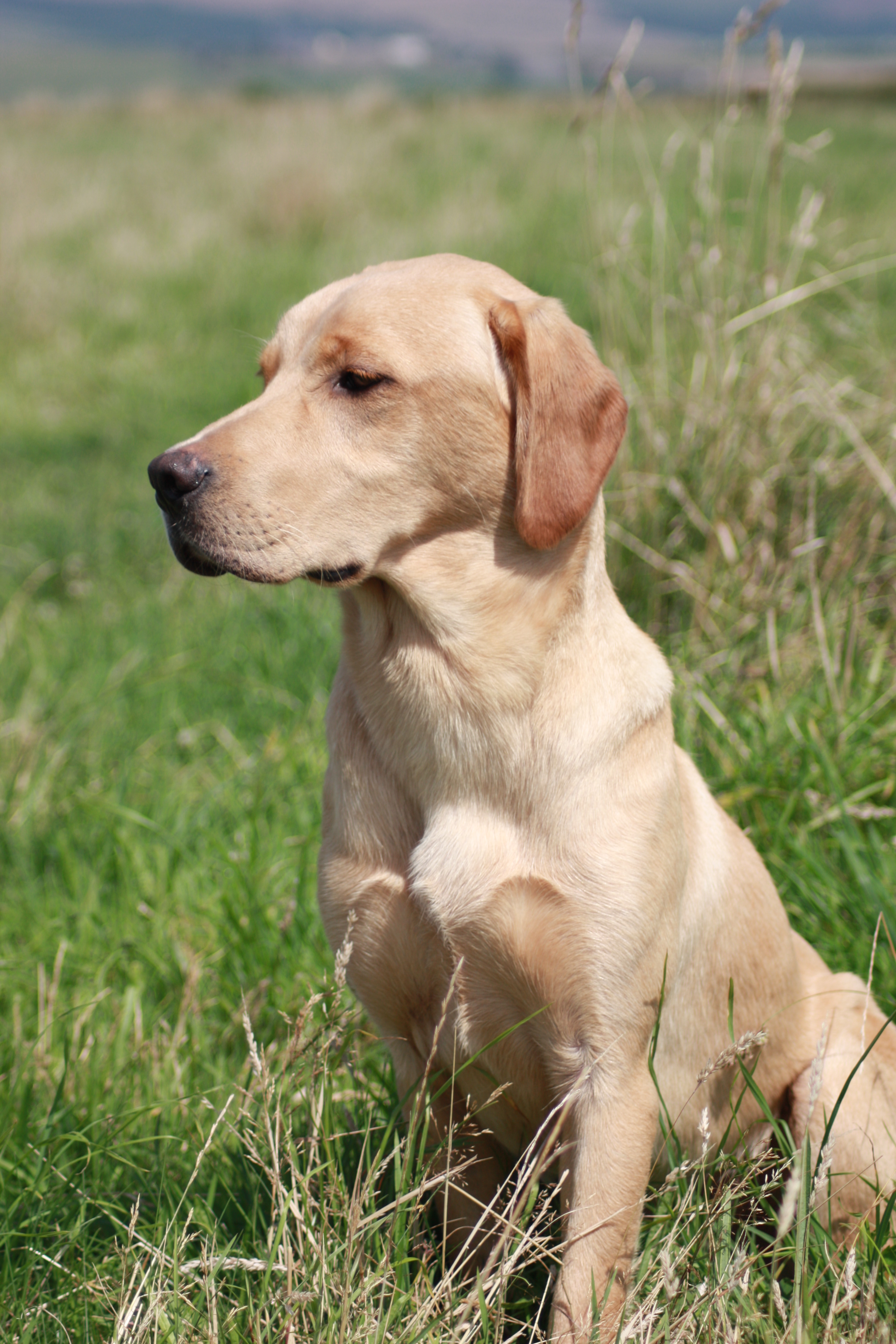 Labrador Puppy | Glasybontgundogs | Herefordshire