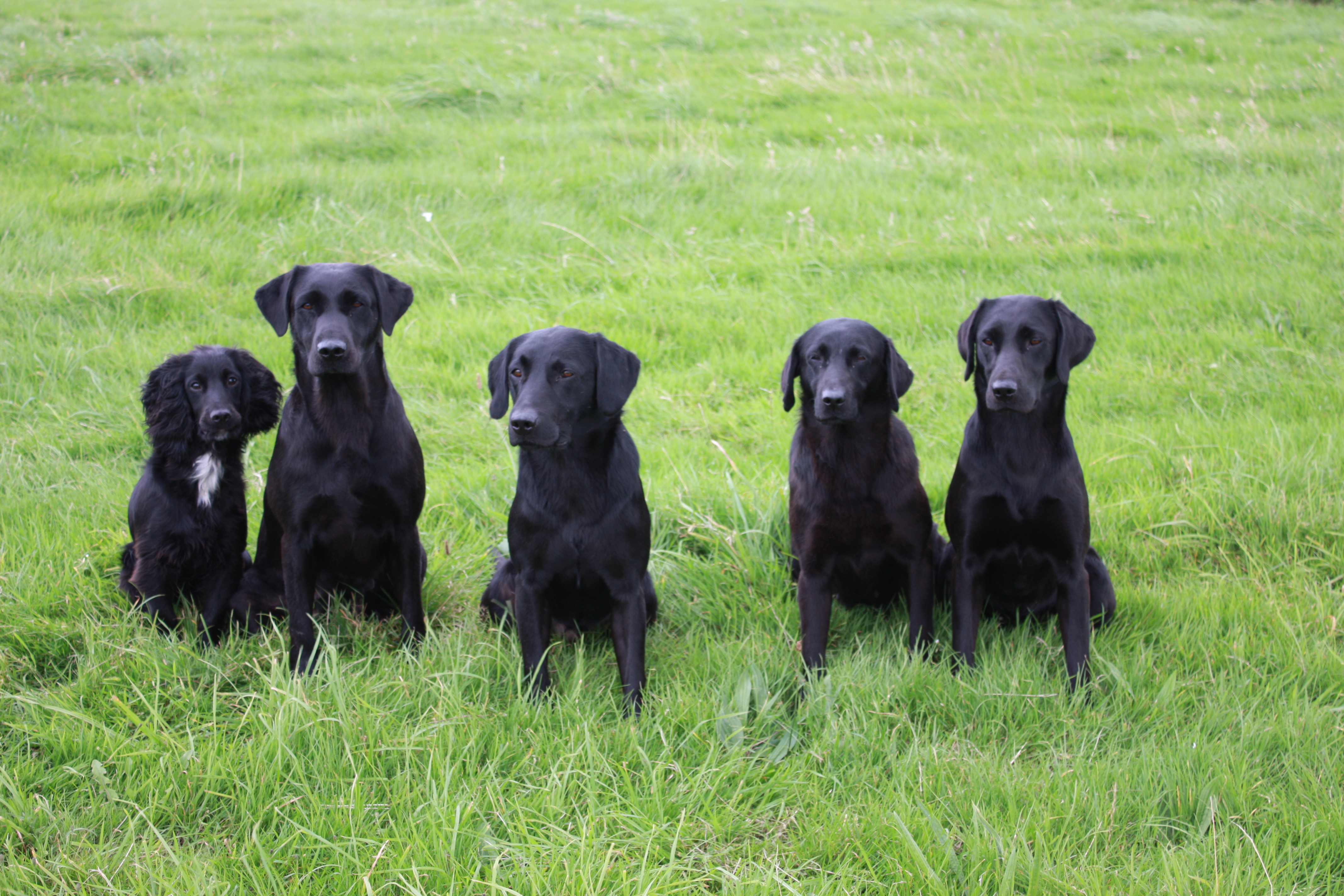 Labrador Puppy | Glasybontgundogs | Herefordshire