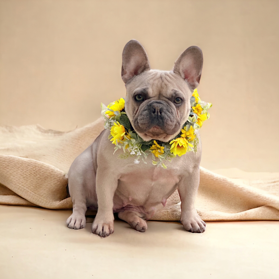 Meet the Frenchies | Mainline Frenchies