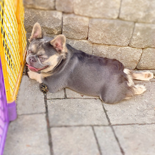 Meet the Frenchies | Mainline Frenchies