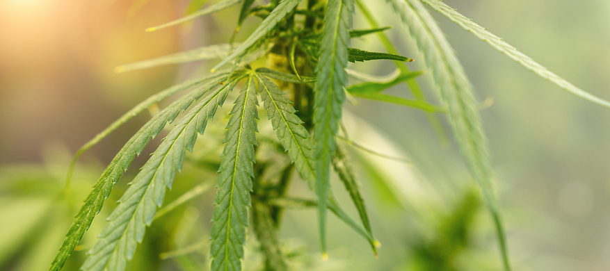 Top 30 Strongest Marijuana Strains With Highest THC [2023]