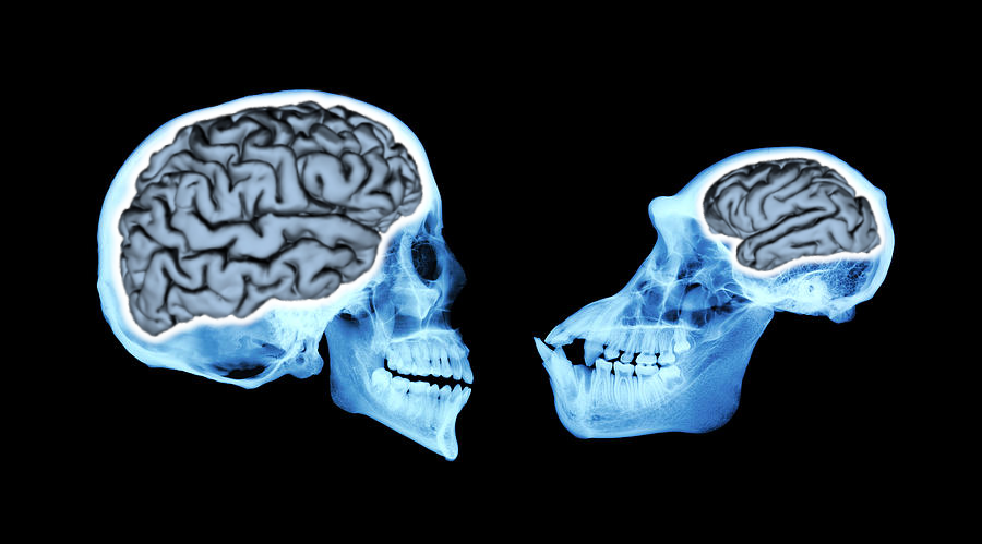 Neurological Differences Between Early Humans and Modern Humans