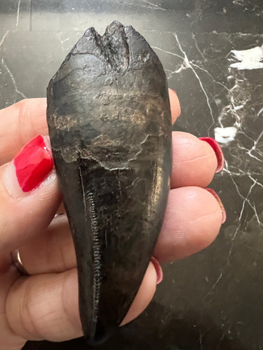 (SOLD) 2 1/2” Rooted T-Rex Pre-Max Tooth | Hooley Dino Fossils