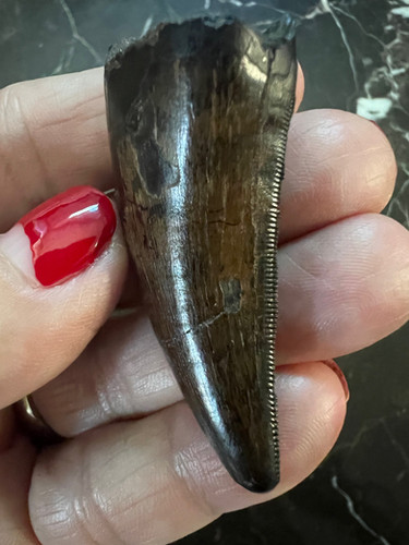 (SOLD) 1 11/16” T-Rex Tooth | Hooley Dino Fossils