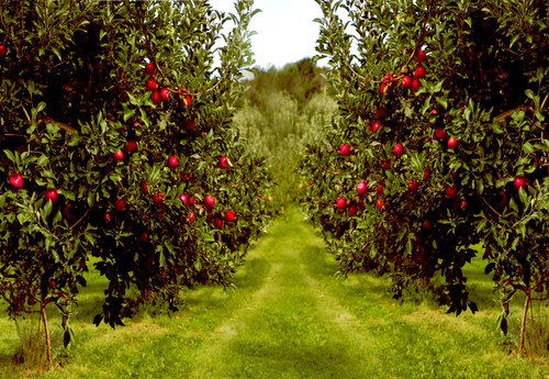 /7/Apple Orchard backdrop | tinyatelierbackdrops