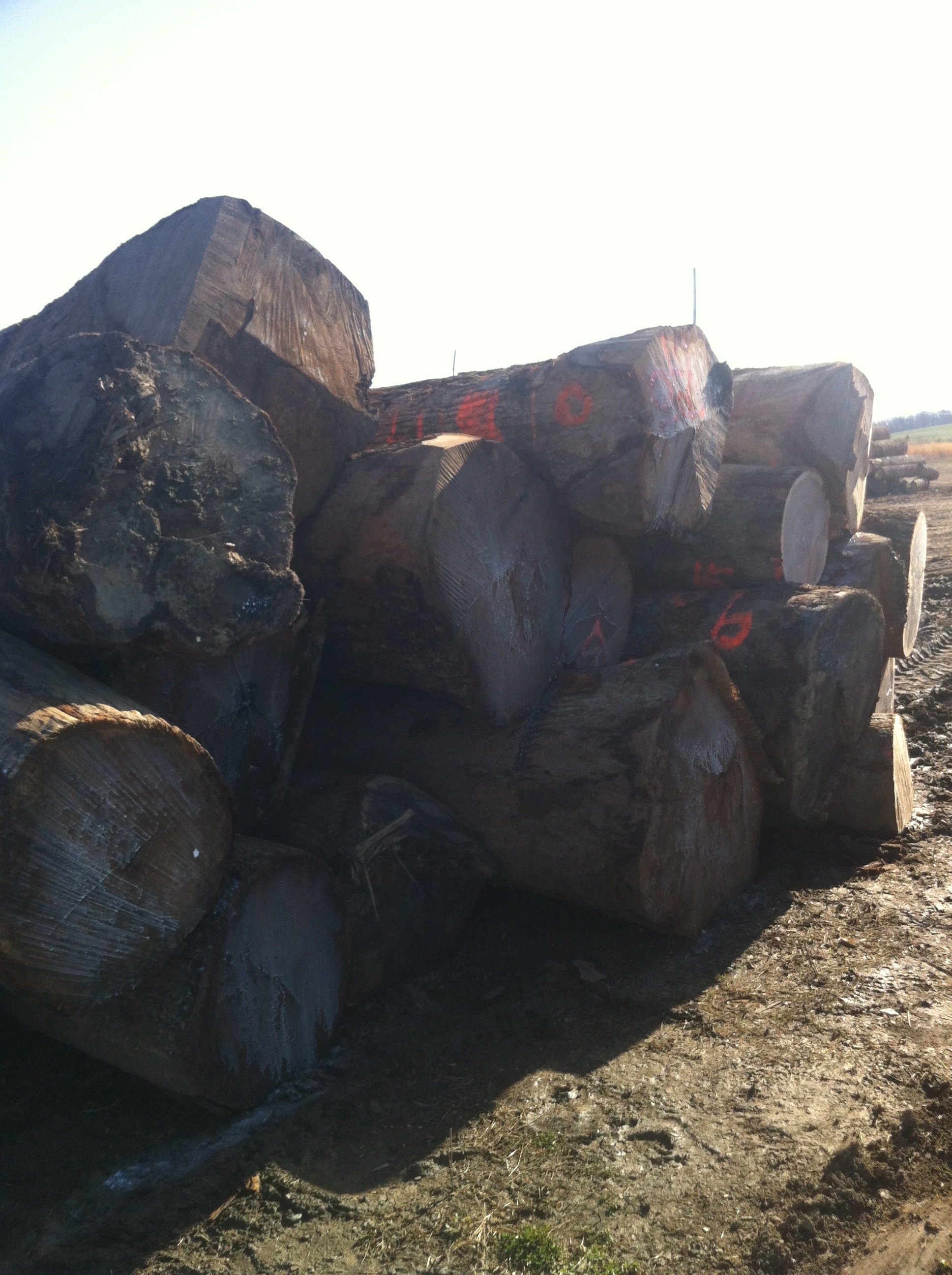 home | djm-hardwoods