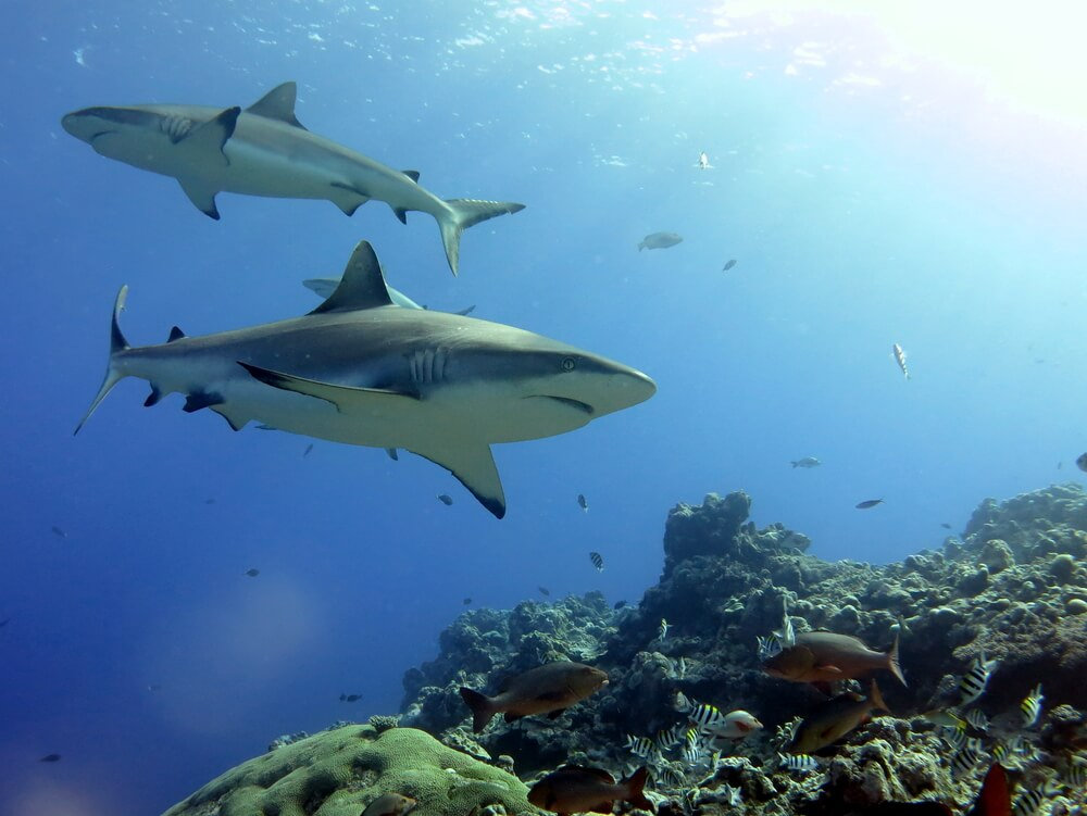Shark sanctuary in Samoa