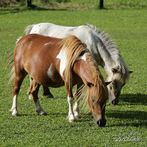 Criadero de Mini Horse | Rancho Los Minis