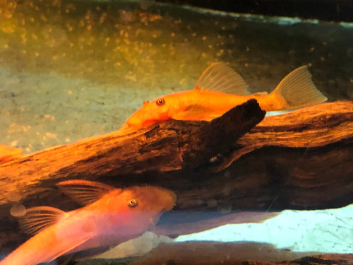 Bushynose Pleco Super Red | Ken's Tropicals
