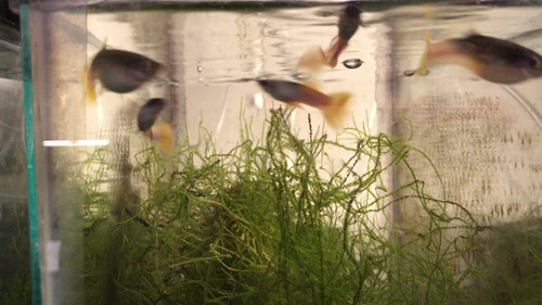 Pink Pingu Guppy | Ken's Tropicals