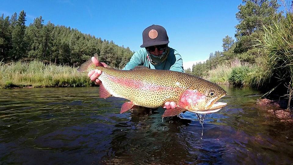 Top 10 Fish Caught on a Walton Rod in 2016