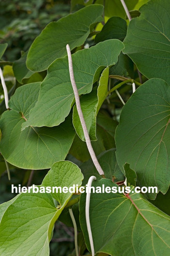 hoja santa - Mexican Pepperleaf | hierbasmedicinalesus