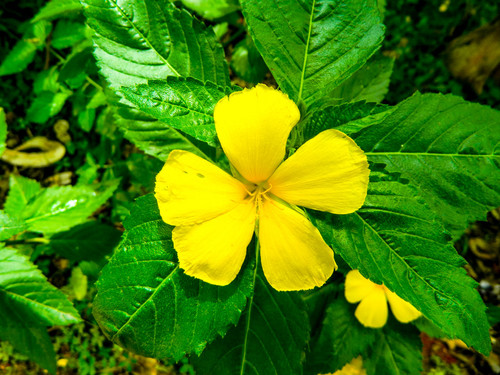 Damiana | hierbasmedicinalesus