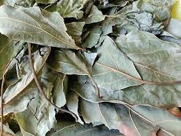 Aguacate hoja y/o aguacatillo | hierbasmedicinalesus