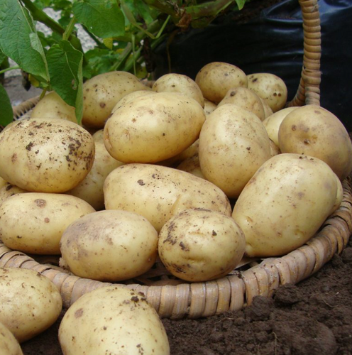 Potatoes White UK ORGANIC Orla | Bonitas Wholefoods