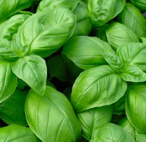 Genovese Basil | WNC Urban Farms