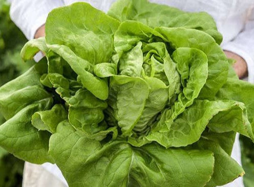 Lettuce, Buttercrunch Bibb | WNC Urban Farms