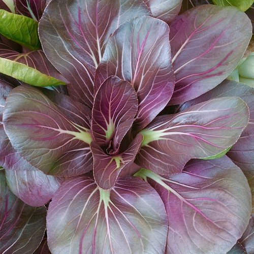 Scarlet Tatsoi | WNC Urban Farms