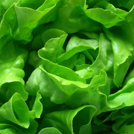 Lettuce, Nancy Butterhead | WNC Urban Farms