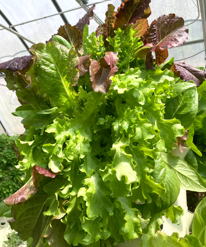 Lettuce, 5 Star Gourmet Mix | WNC Urban Farms