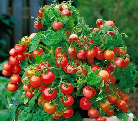 Dwarf Tomato, Tiny Tim | WNC Urban Farms
