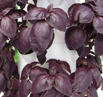 Prospera Basil, Purple | WNC Urban Farms
