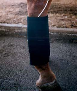 Equine Single Leg Wrap | curatronic