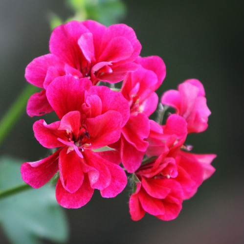 ROSE GERANIUM - ESSENTIAL OIL | Eazycolours