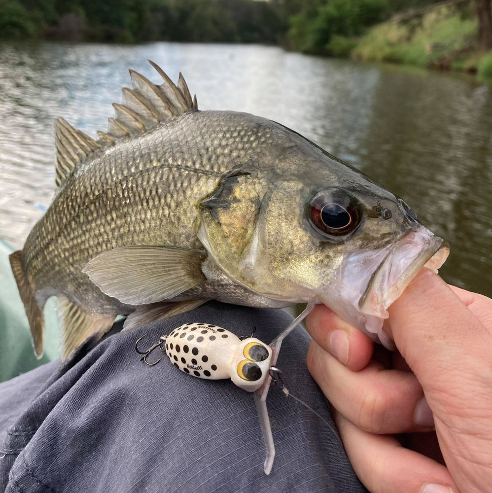 K45 Krickett in broad daylight