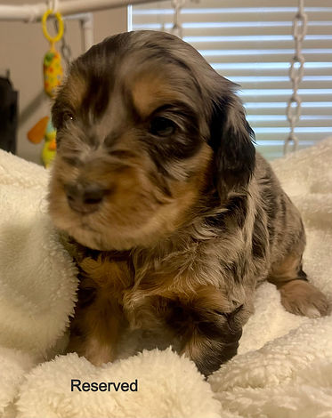 Hilary's Doodle Ranch | Mini Bernedoodles