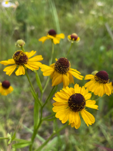 Helenium flexuosum (Purple-headed sneezeweed) | Woolly Bear Natives