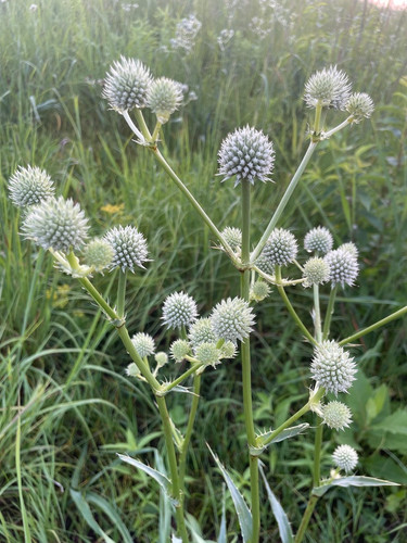 Eryngium yuccifolium (Rattlesnake master) | Woolly Bear Natives